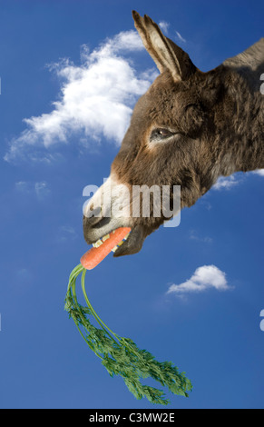 Esel und Karotte Stockfotografie - Alamy