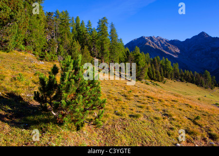 Alp Grimmels, Schweiz, Kanton Graubünden, Graubünden, Nationalpark, Alp ...