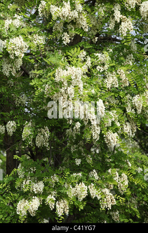 Die weißen Blüten des Baumes Robinie (Robinia Pseudoacacia), ein ...