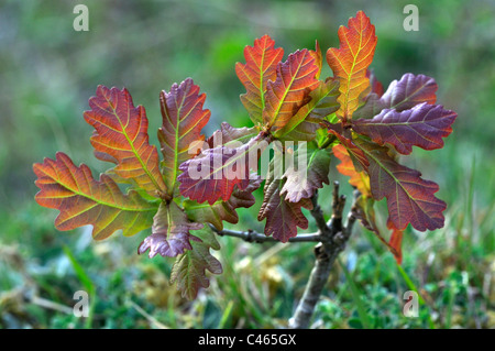 Junge Eiche Blätter im Frühling Sonnenschein Stockfoto, Bild: 185038768 ...