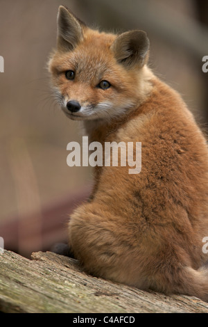 Rotfuchs Babys beim spielen Stockfoto, Bild: 35957016 - Alamy