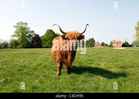 Haarige Kuh wollig Hochlandrinder Kühe zottigen lange Horn Hörner ...