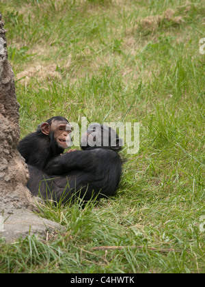 Schimpansen-Mutter mit ihrem Baby. Mama will Ruhe und Baby ist hellwach ...