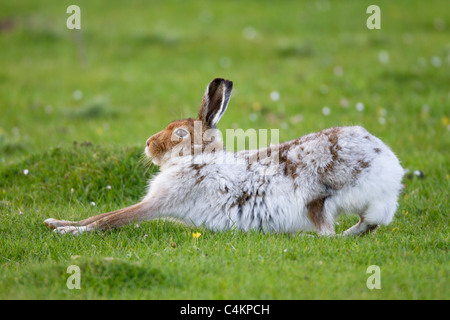 Irische Hase; Lepus Timidus Hibernicus; auf Mull; Schottland Stockfoto ...