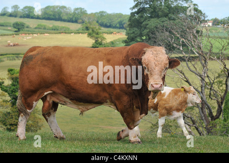 Simmentaler Stier, Großbritannien Stockfotografie - Alamy