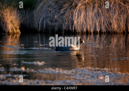 Ein amerikanischer Coot, Fulica americana, schwimmt mit seinem Küken in ...