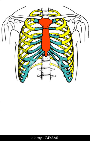 Menschliche Rippen Knorpel, Abbildung Stockfotografie - Alamy