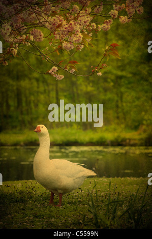 Einheimische Gänse (Anser anser domesticus oder Anser cygnoides ...