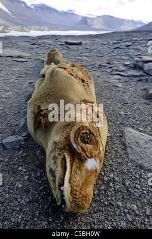 Ausgetrocknete oder Mumifizierte Dichtung in der Nähe von Lake Vanda in ...