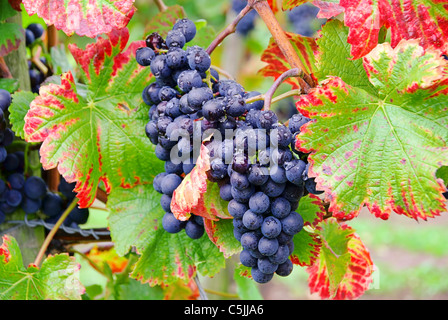 Rot des Weinstocks und Grape leaf Close-up. Schutz des Weinbergs Garten ...