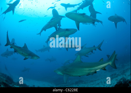 Bullenhaie, Carcharhinus Leucas, zu sammeln, während ein Hai-Tauchgang ...