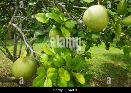 Pomelo Frucht am Baum Stockfoto, Bild: 74818187 - Alamy