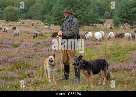 Hirte mit Hund und Schafherde Stockfoto, Bild: 2118437 - Alamy