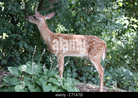 Weißen Schweif Reh Rehkitz Essen eine Hosta in der Nähe von einem Baum ...
