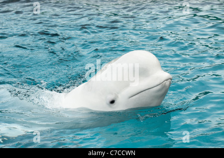 Beluga-Wal (Delphinapterus Leucas) Schwimmen unter Eis und Ausatmen von ...