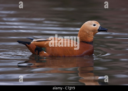 Rostgans, Rost-Gans, Tadorna Ferruginea, rötliche Brandgans ...