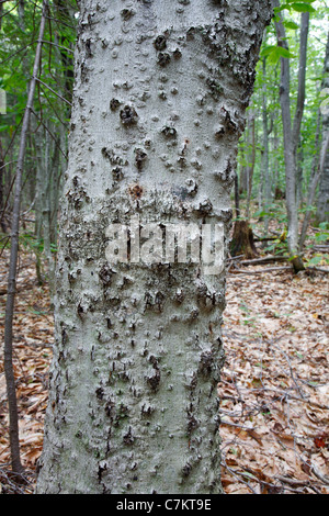 Buche-Rinde-Krankheit auf amerikanische Buche (Fagus Grandifolia) im ...