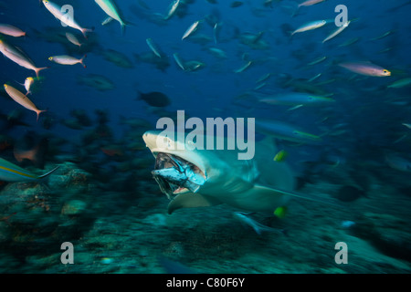 Zitrone Hai essen Thunfisch Heck Stockfoto, Bild: 111725240 - Alamy