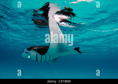 Manta-Rochen in Malediven, Unterwasser, Korallenriff, tropischen Riff ...