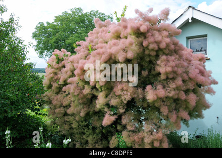 Cotinus Coggygria Rauch Baum Busch lebendige leuchtend rot orange gelb ...
