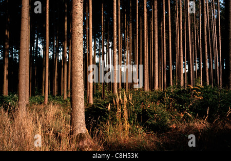 Kühnhausen, Bavaria, Germany, Wald, Holz, Timberland, Fichte, Fichten ...