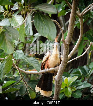 Hoatzin am See Sandoval, Tambopata National Reserve, Peru ...