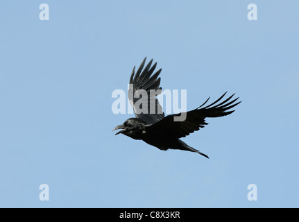 Rabe im Flug Corvus Corax Arizona USA Stockfoto, Bild: 15678114 - Alamy