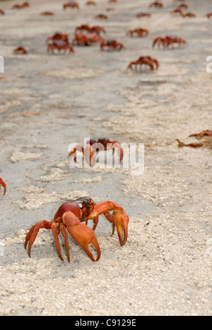 Weihnachtsinsel rote Krabbe (Gecarcoidea Natalis) in einem Süßwasser ...