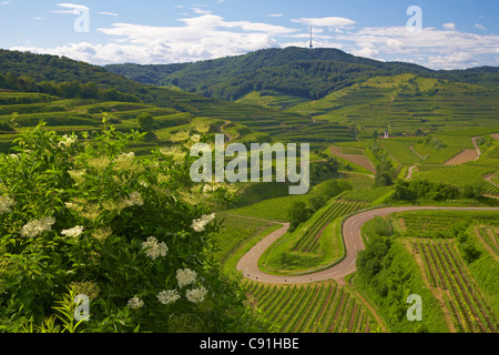 Blick über Weinberge in Oberbergen und Berg Totenkopf, Kaiserstuhl ...