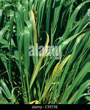 Gerstenblattstreifen (Pyrenophora graminea) charakteristische Symptome ...