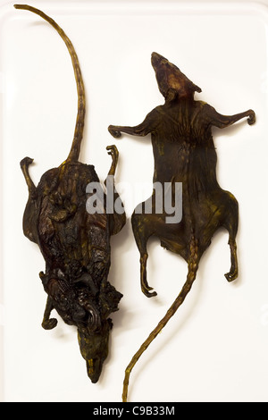 Gekochte geräucherte Feldratte, wie sie auf dem Markt in Vientiane Laos ...