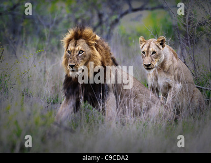 Afrikanische Löwen paar Paarung Südafrika Panthera Leo adult Afrika ...