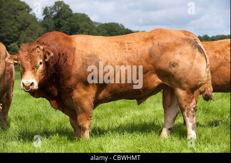 Limousin Stier mit Rindern im Feld Stockfoto, Bild: 37179249 - Alamy