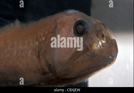 Viperfisch (Chauliodus Sloani) - Tiefsee-Exemplar aus Portugal ...