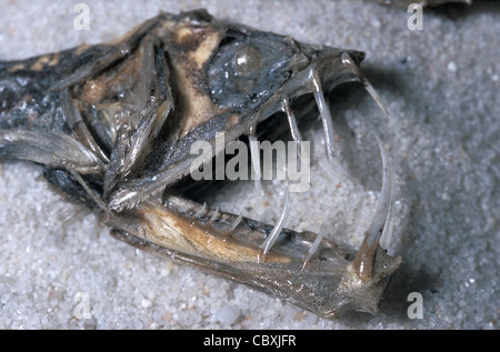 Viperfisch (Chauliodus Sloani) - Tiefsee-Exemplar aus Portugal ...