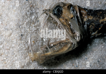 Tiefsee Fischen Sloanes Viperfisch Chauliodus Sloani Chauliodontinae ...