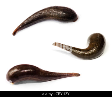 Medizin medizinische Blutegel medizinische Blutegel Haut Blut Arzt Hals ...