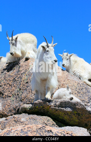 Bergziege (Oreamnos Americanus) Herde Reisen entlang der Kante eines ...