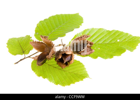 Bucheckern auf weißem Hintergrund Stockfoto, Bild: 41379662 - Alamy