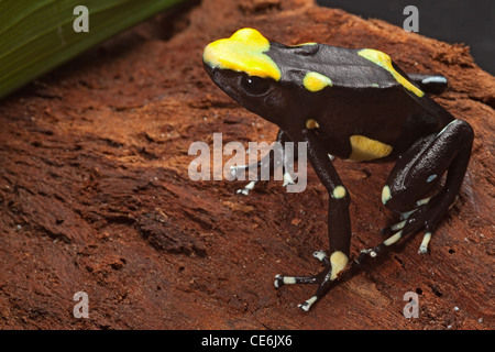 Frosch des tropischen Regenwaldes Stockfoto, Bild: 49865673 - Alamy