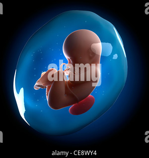 Fetus-Positionen in der Gebärmutter, Illustration Stockfotografie - Alamy
