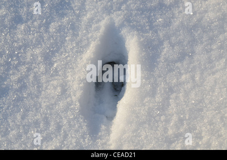 Reh - Spur im Schnee Stockfotografie - Alamy