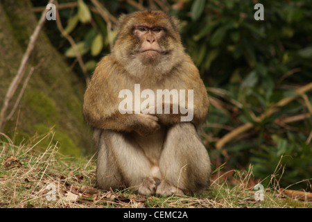 Affe, sitzend, Arme verschränkt Stockfoto, Bild: 101524207 - Alamy