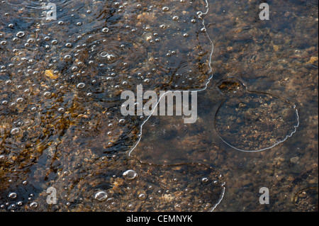 Mofette Bläschen am Laacher See Laach siehe CO2-Mendig Eifel Rheinland ...