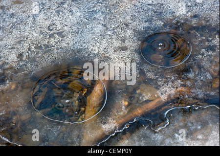 Mofette Bläschen am Laacher See Laach siehe CO2-Mendig Eifel Rheinland ...