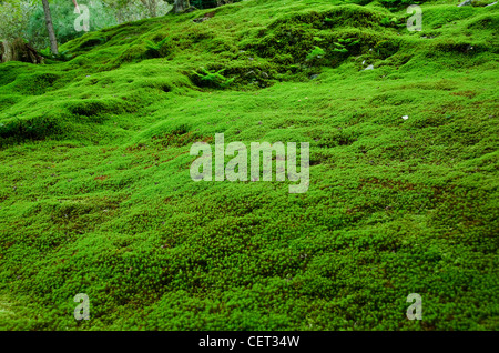Hintergrund, grünen Moos auf dem Boden Moos, Moos Textur für den ...
