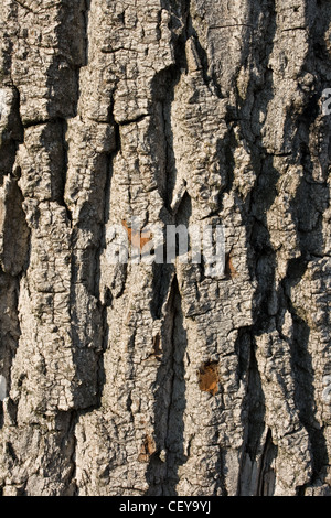Hintergrund. die Rinde eines Baumes mit sichtbaren große Risse und ...