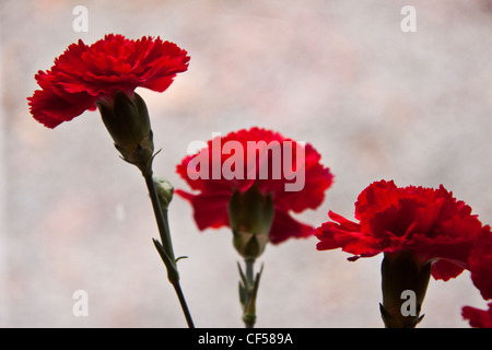 rote Nelken im Garten Stockfoto, Bild: 111261549 - Alamy