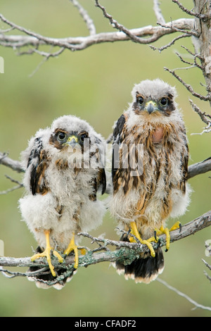 Young Merlin (Falco Columbarius) in Heide Stockfotografie - Alamy