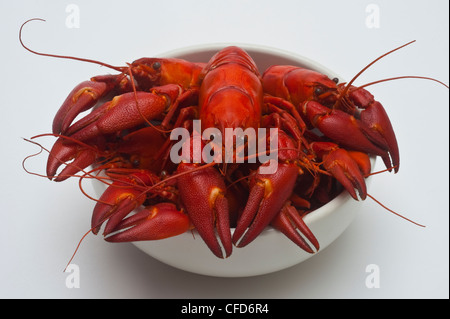 Krebse Hummer Krustentier Delikatessen Delikatesse teuer Meer Frucht ...